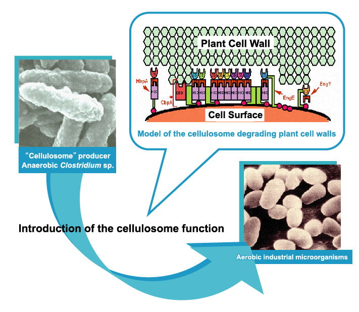 RITE Molecular Microbiology and Biotechnology Group